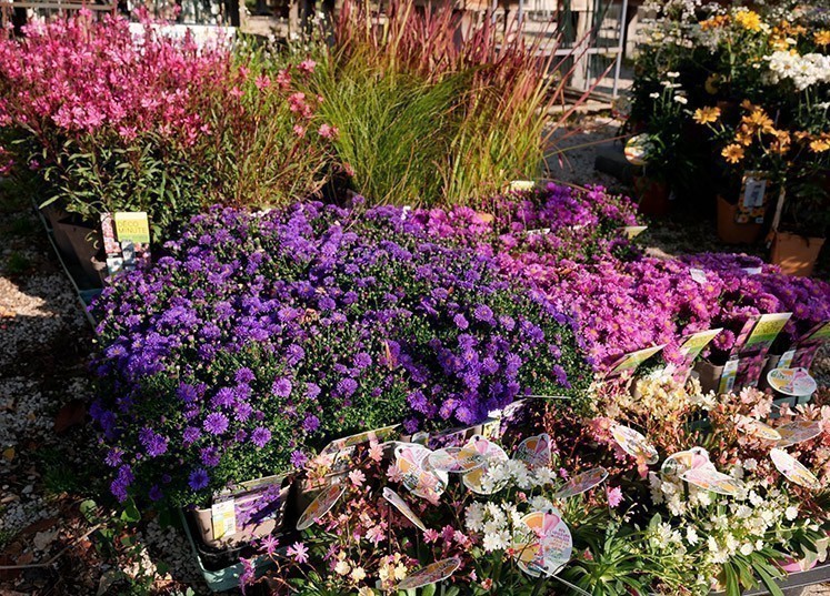 Vivaces et plantes d'ombre | SONOFEP